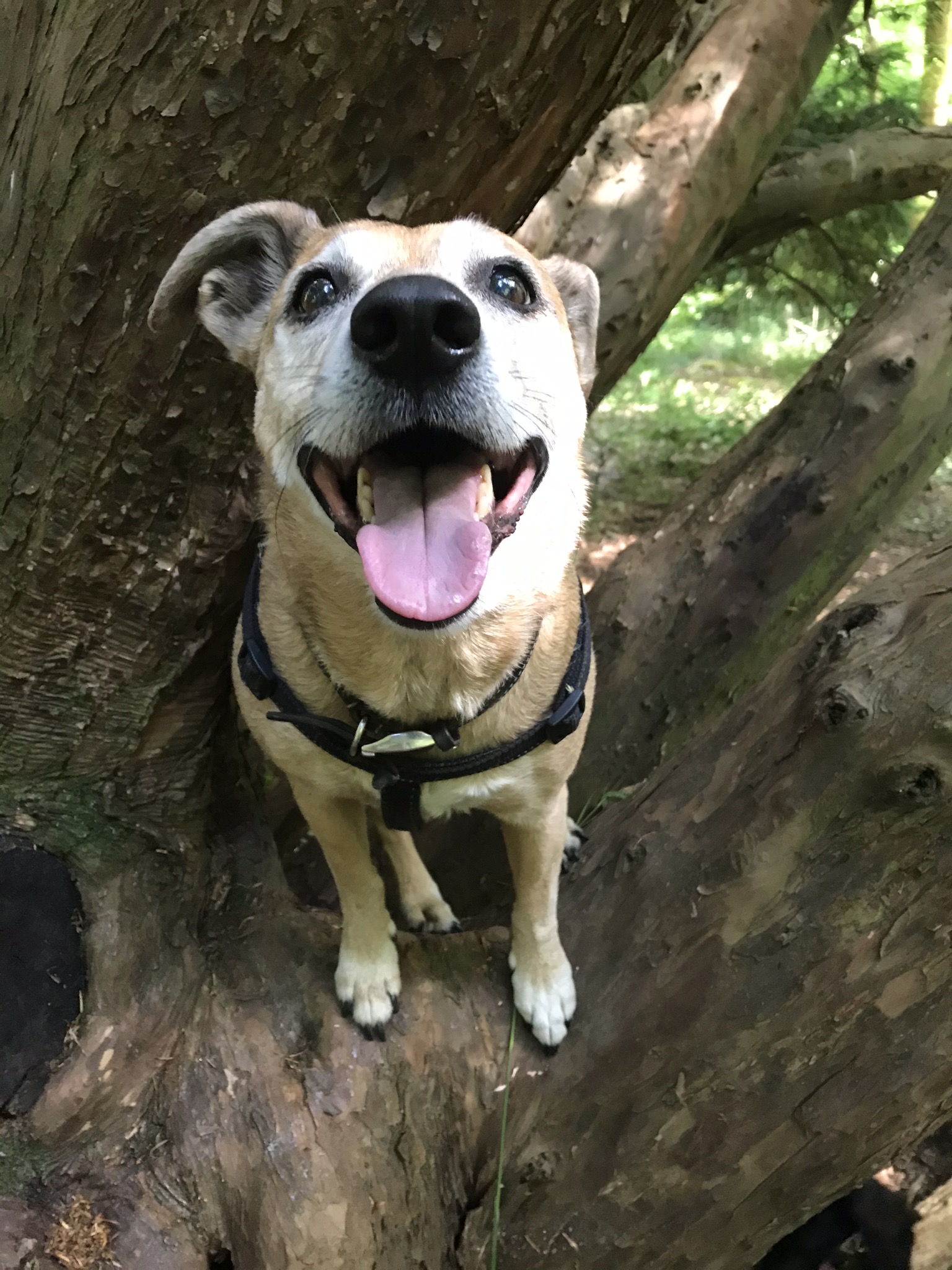 Meet the Sniffs gang! – Sniffs